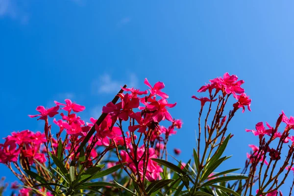 Blue Oleander Flower