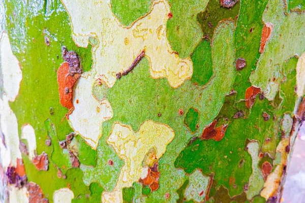 Eucalyptus background Stock Photos, Royalty Free Eucalyptus background ...