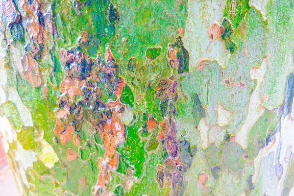 Tree of paint Stock Photos, Royalty Free Tree of paint Images ...