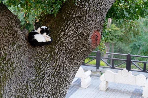 Cat stuck tree Stock Photos, Royalty Free Cat stuck tree Images ...