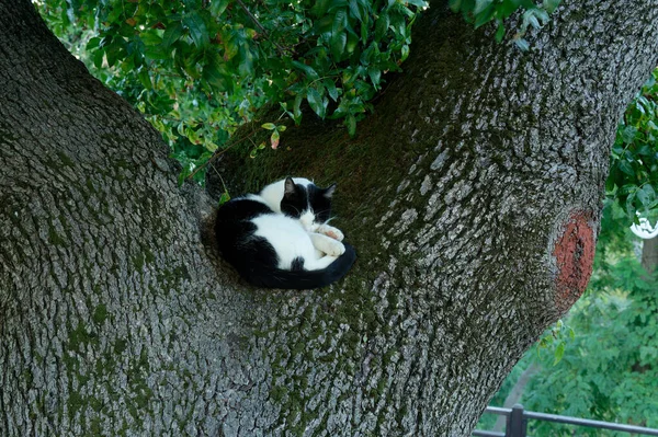 Cat stuck tree Stock Photos, Royalty Free Cat stuck tree Images ...