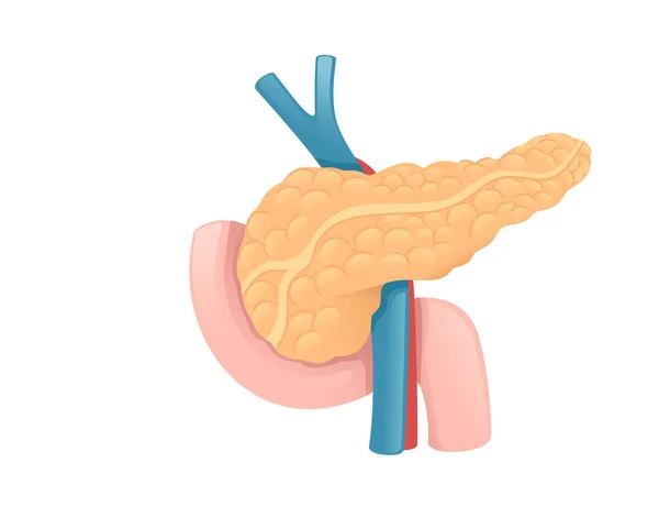 100,000 Ref pancreas Vector Images | Depositphotos