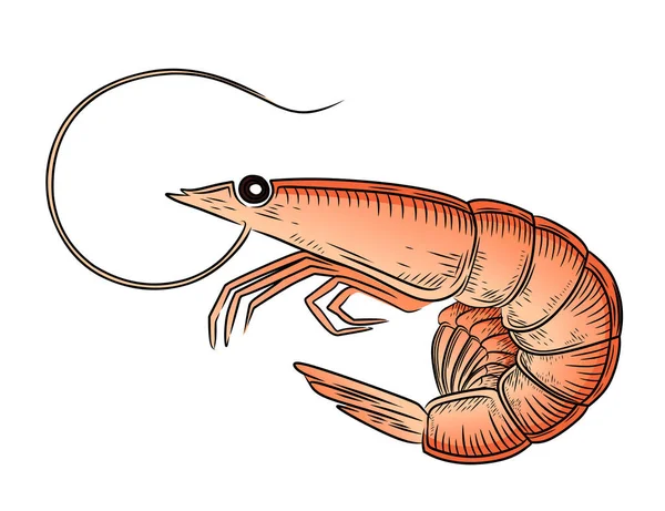 100,000 Angry shrimp Vector Images | Depositphotos