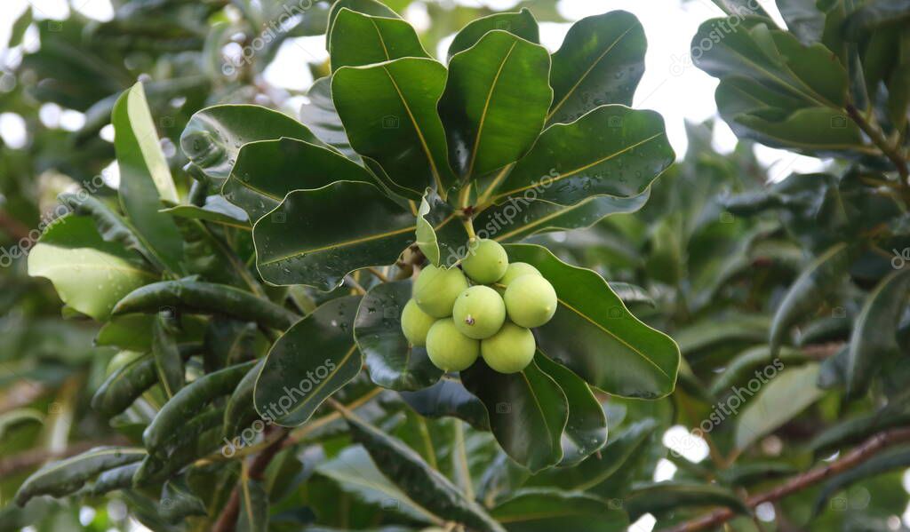 Fruto verde claro de la fruta joven del laurel indio en la rama y el ...