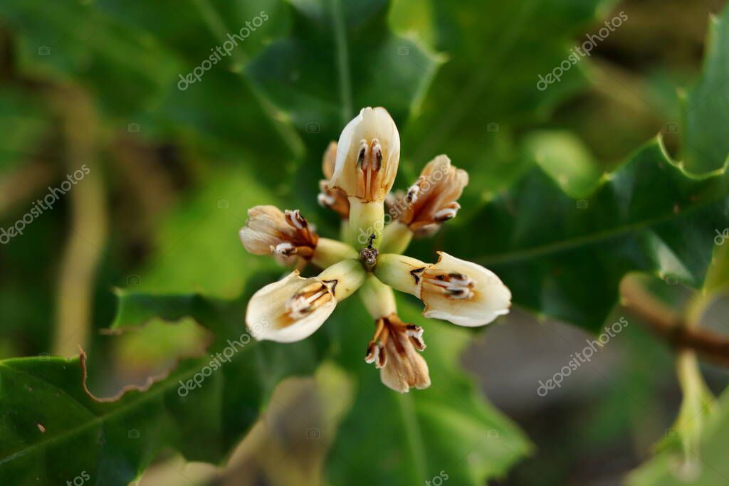 Vista superior de la flor blanca de acebo de mar están floreciendo en ...