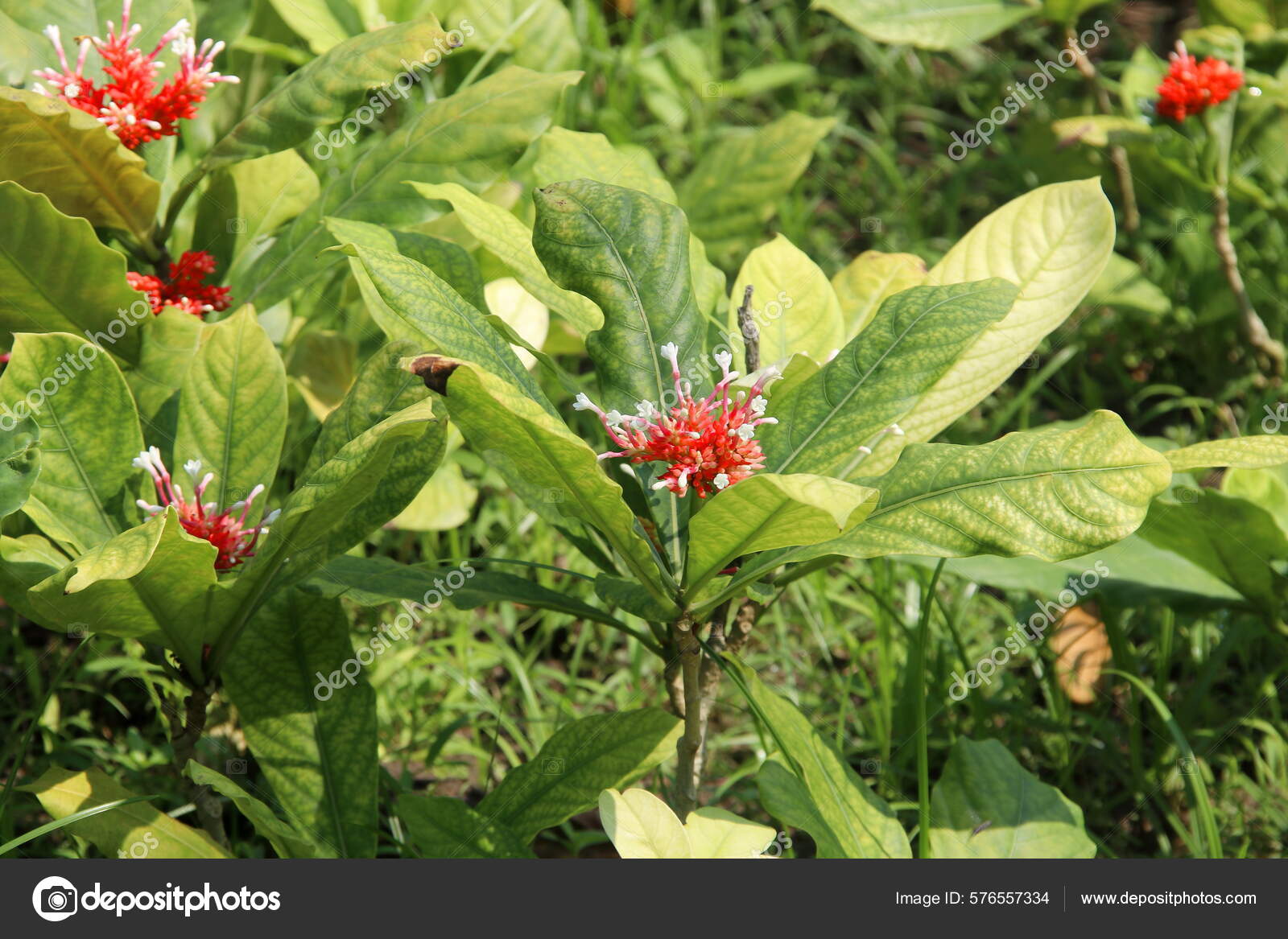 Indian Snake Root Rauwolfia Tree Flower Leaves Nature Thailand Stock ...