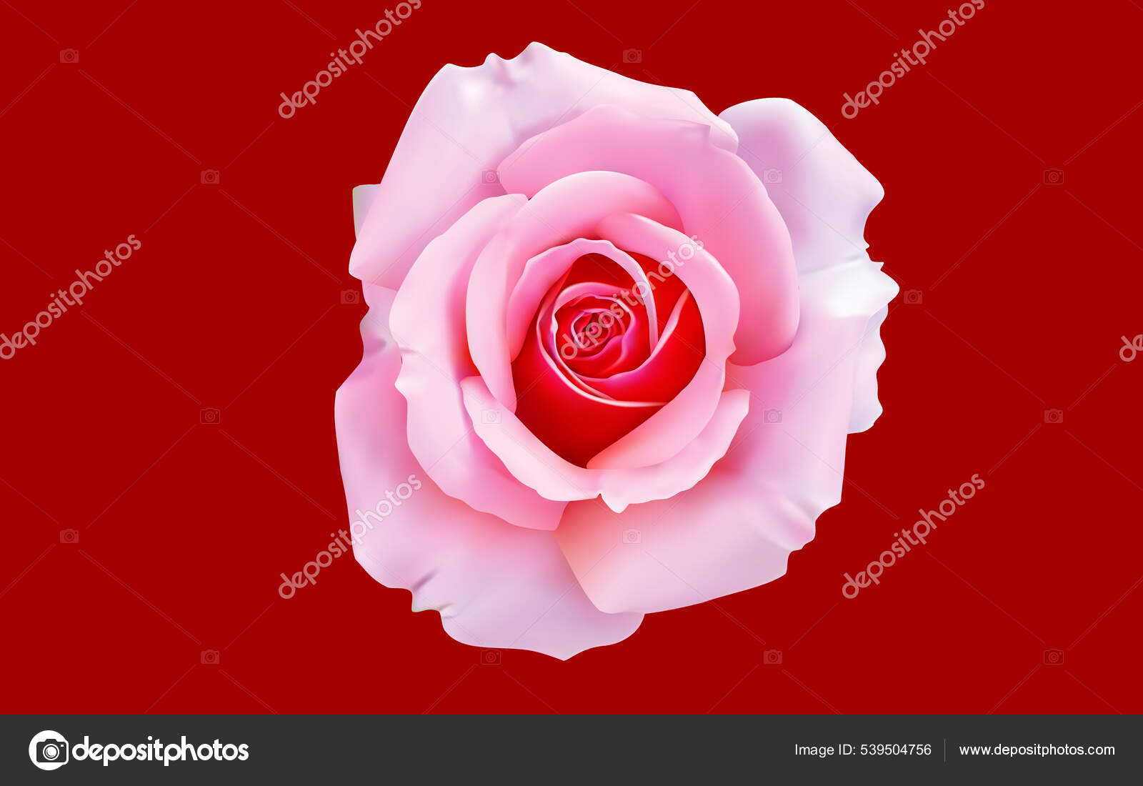 Pink Rose Red Background Stock Vector Image by ©stock_by_illusman ...