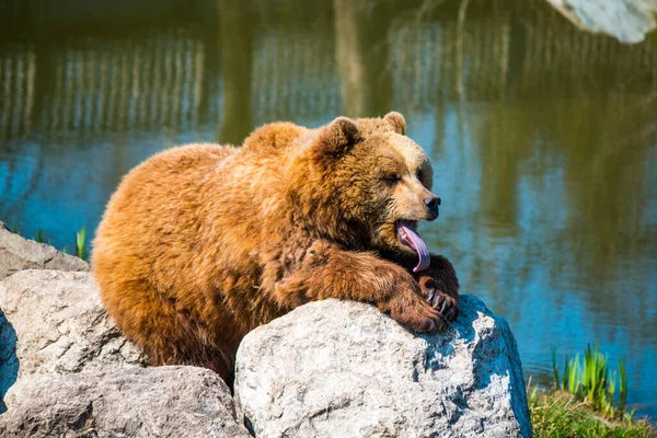 Brown bear yawning Stock Photos, Royalty Free Brown bear yawning Images ...