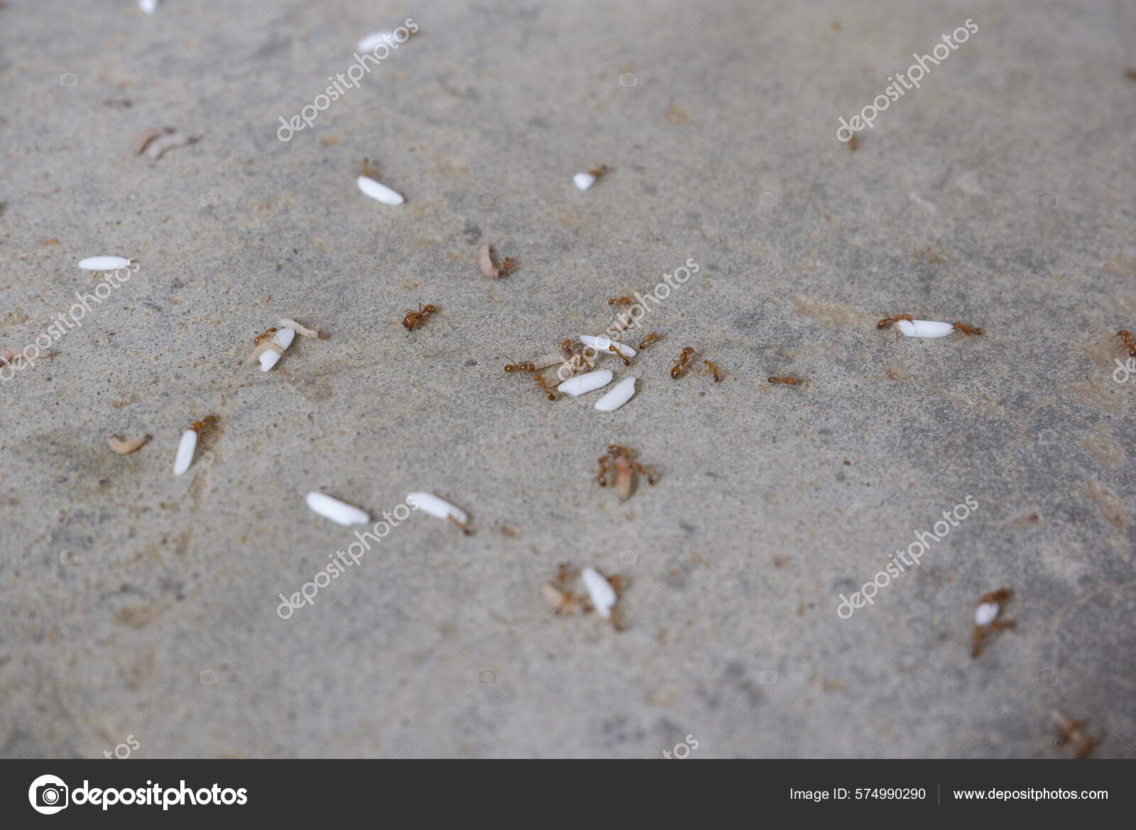 Ants Carrying Rice