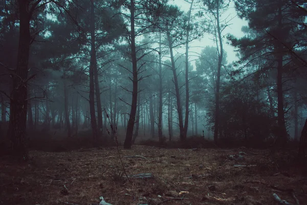 Post Apocalypse Forest Wallpaper