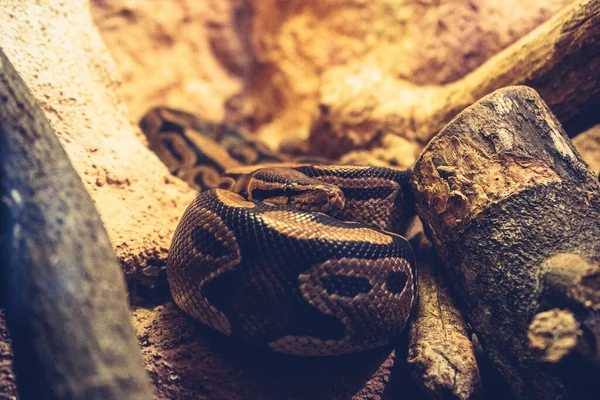 2,000,000+ imagens de Cómo instalar módulos en python sem royalties ...