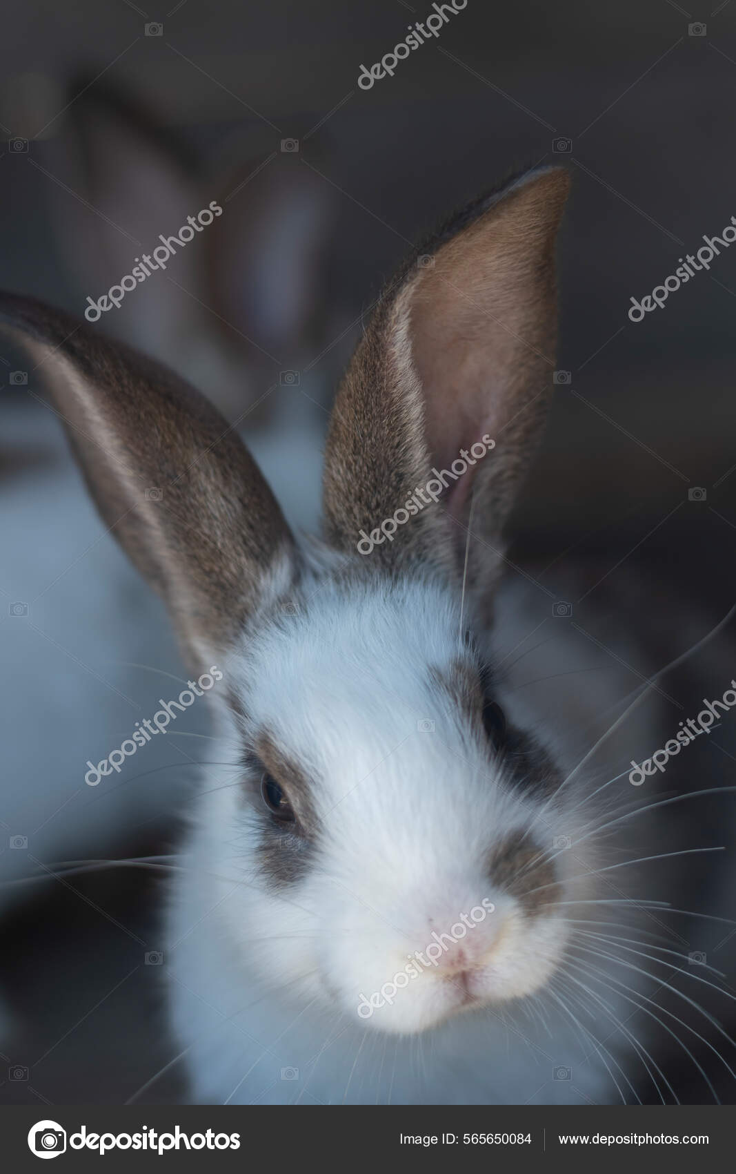 Close Shot White Rabbit Brown Spots Blurred Out Focus Areas — Stock ...