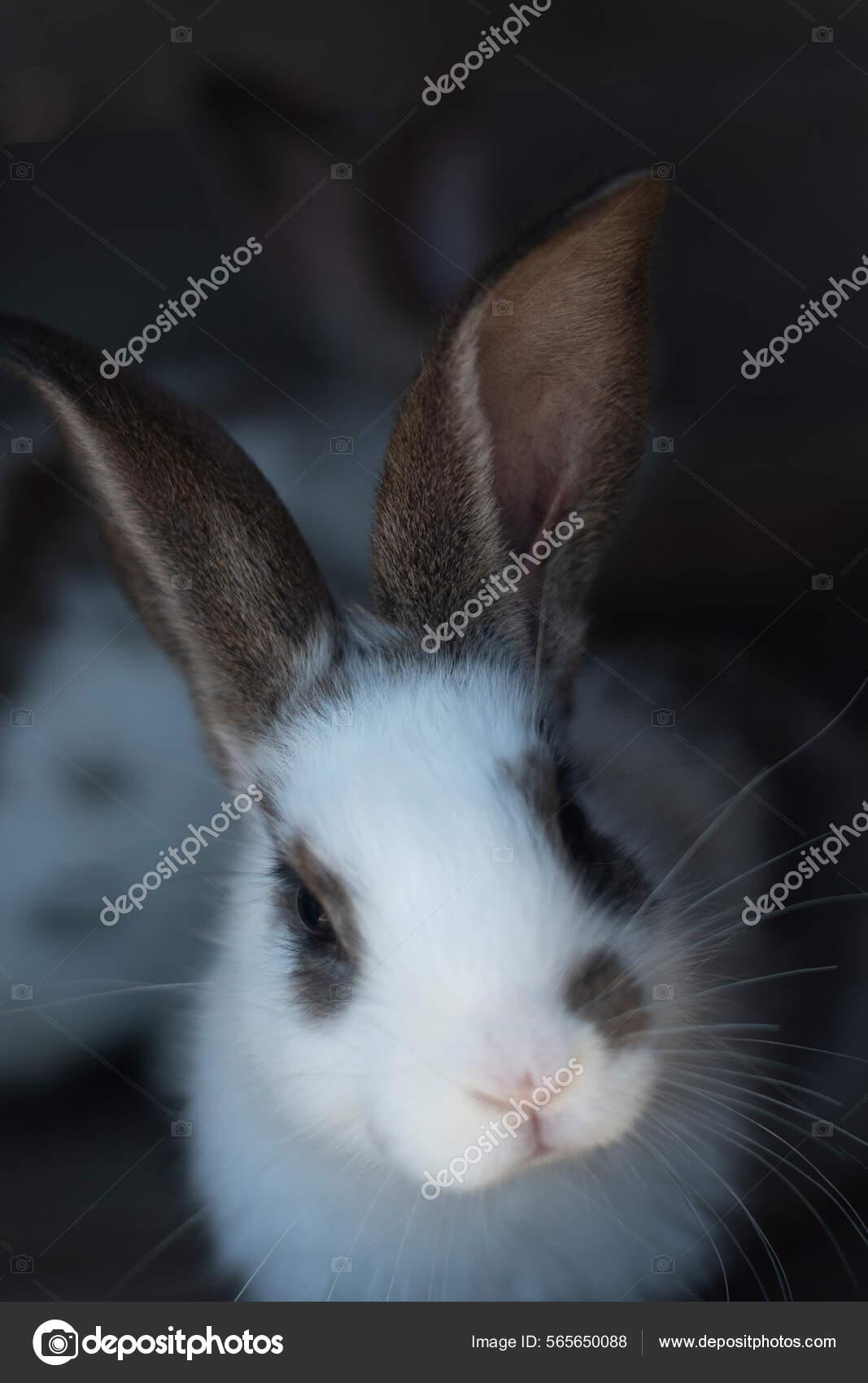 Close Shot White Rabbit Brown Spots Blurred Out Focus Areas — Stock ...