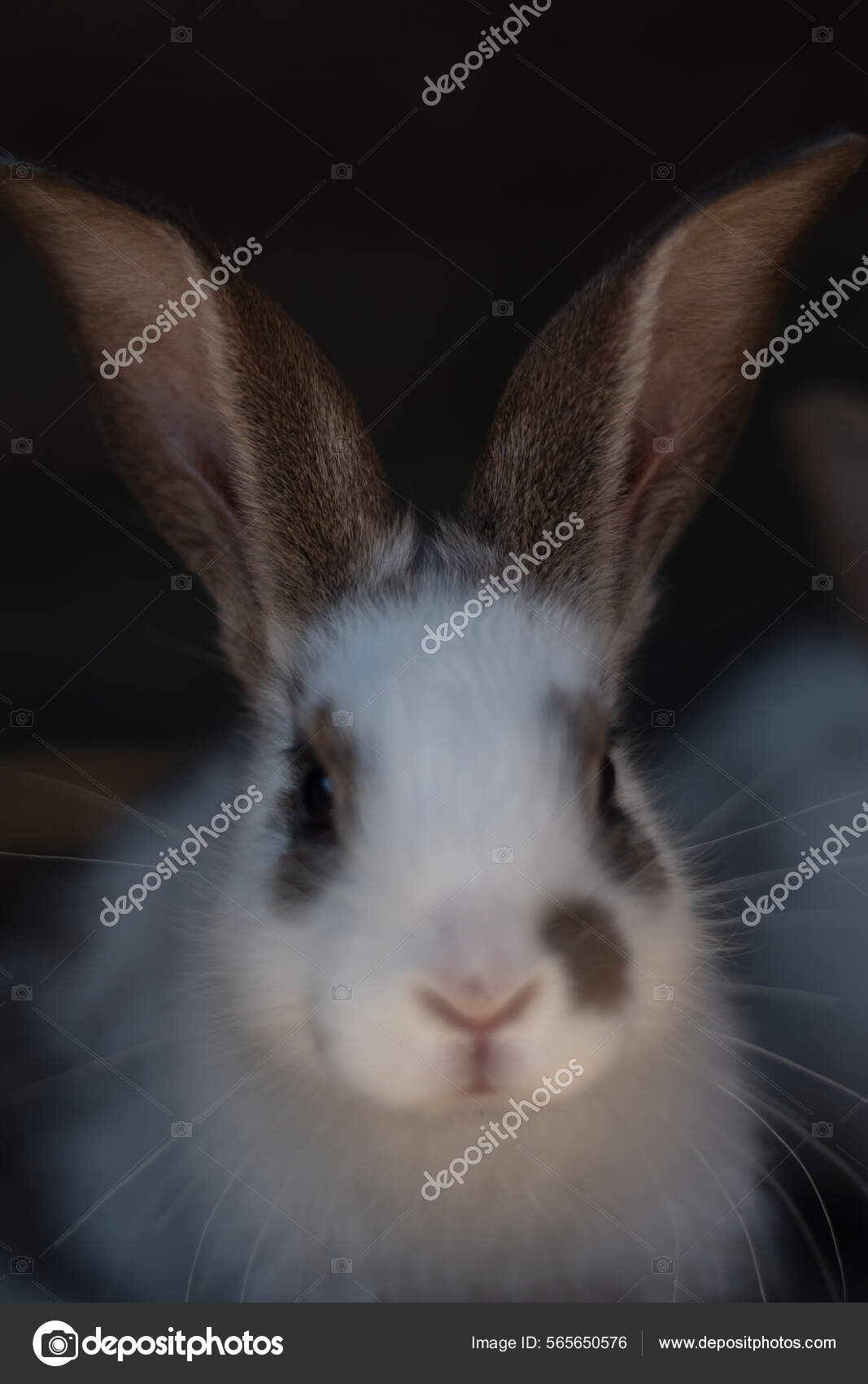 Close Shot White Rabbit Brown Spots Blurred Out Focus Areas — Stock ...