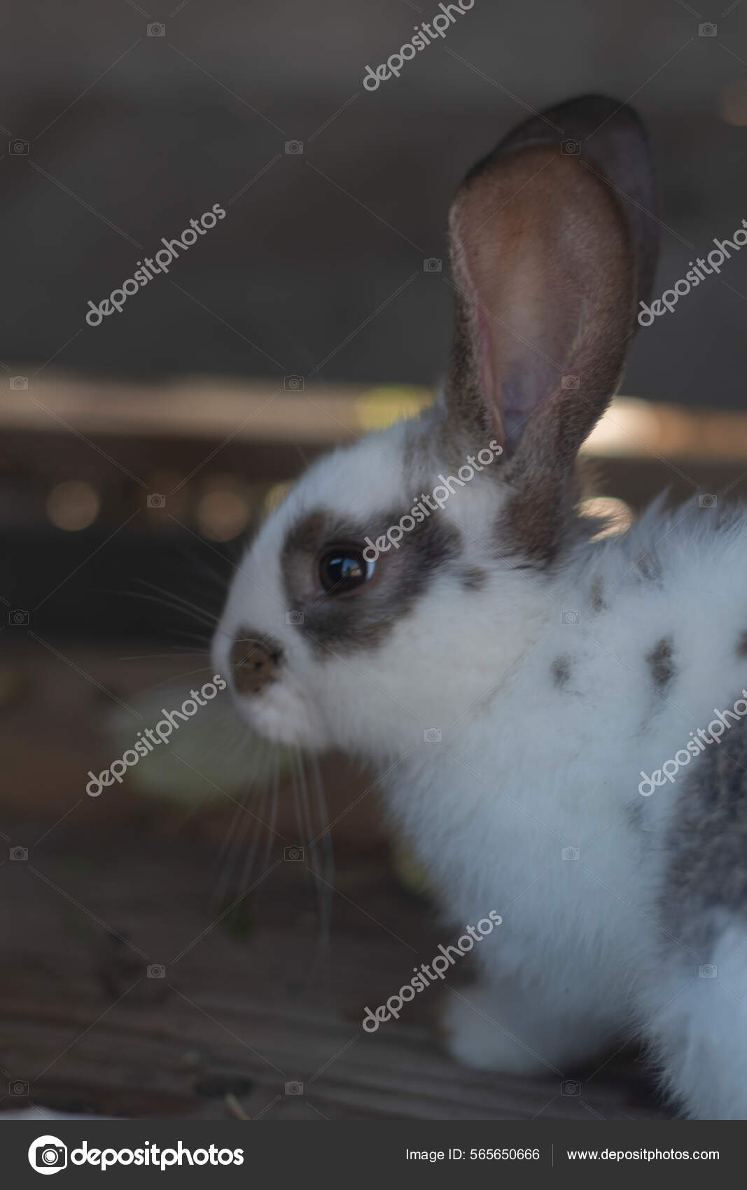 Close Shot White Rabbit Brown Spots Blurred Out Focus Areas — Stock ...