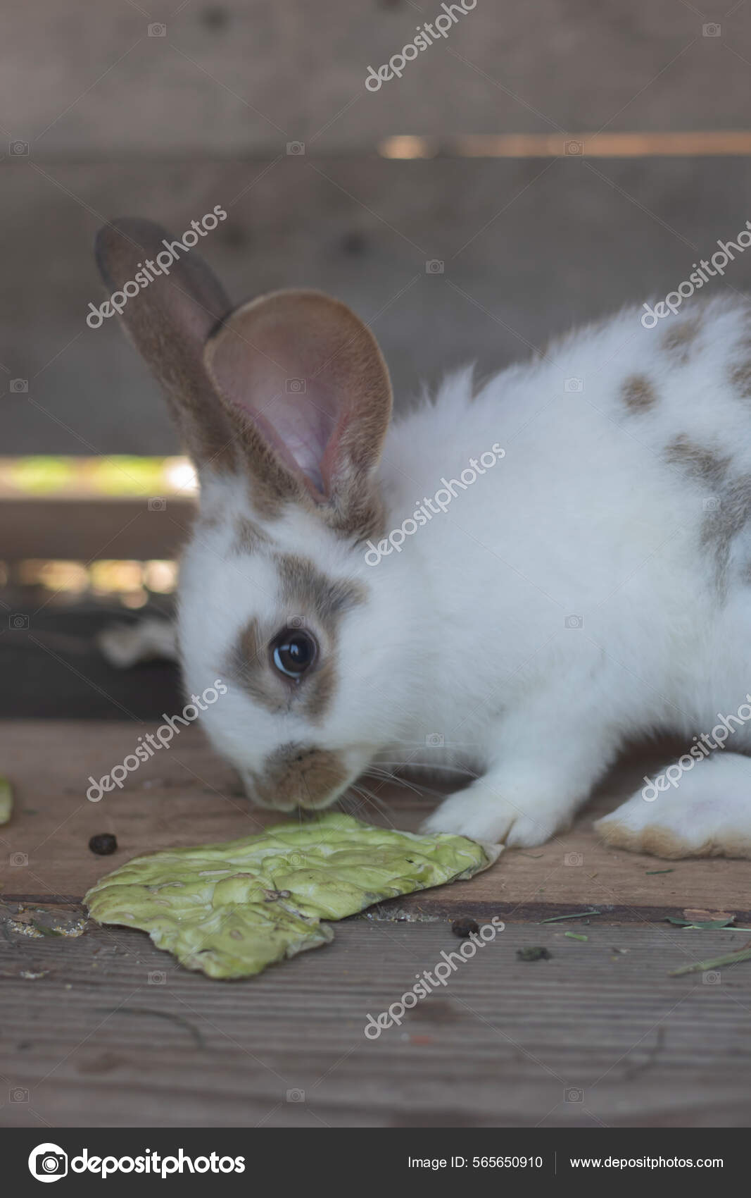 Close Shot White Rabbit Brown Spots Blurred Out Focus Areas — Stock ...