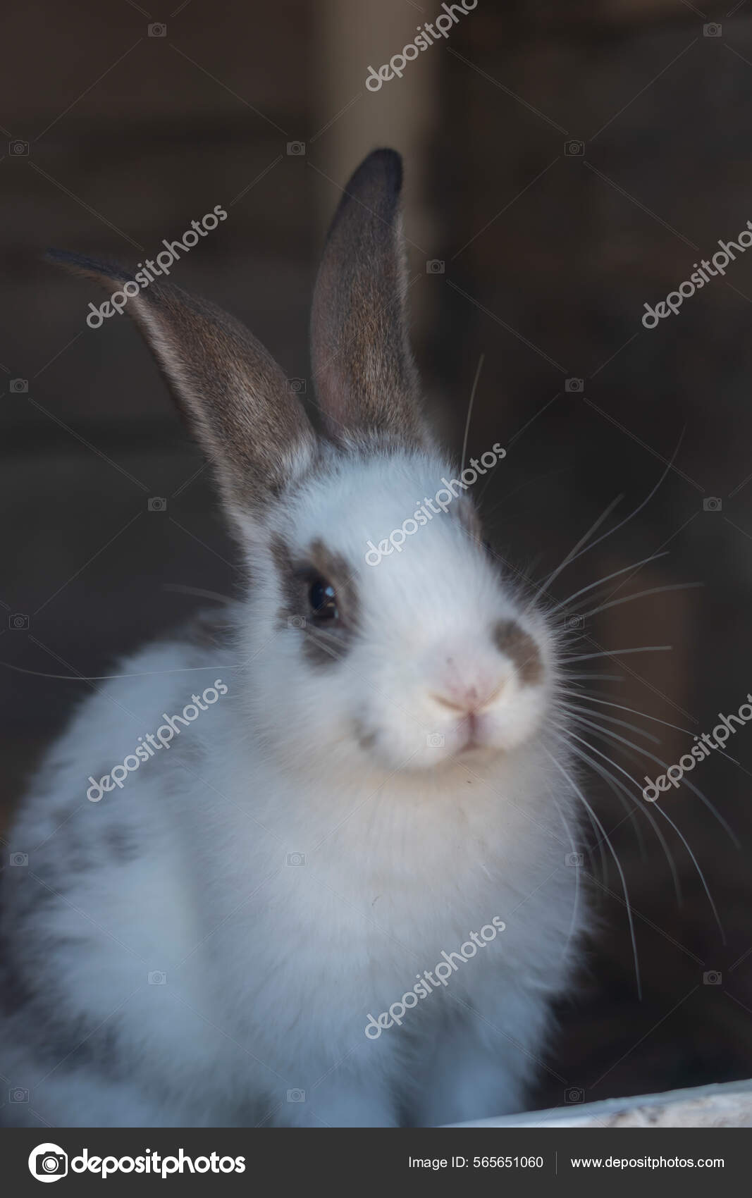 Close Shot White Rabbit Brown Spots Blurred Out Focus Areas — Stock ...