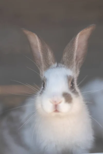 Rabbit prosthetic Stock Photos, Royalty Free Rabbit prosthetic Images ...