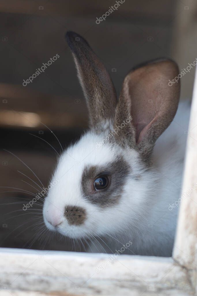Close-up shot of white rabbit and brown spots with blurred out of focus ...