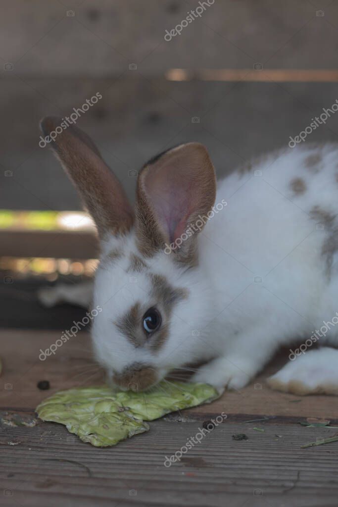 Close-up shot of white rabbit and brown spots with blurred out of focus ...