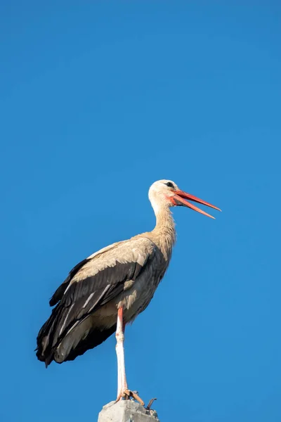 Stork clipart Stock Photos, Royalty Free Stork clipart Images ...