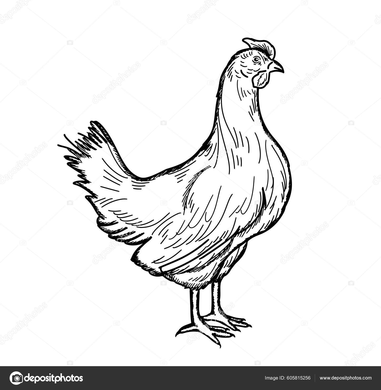 Side View Portrait Laying Hen Broiler Farmhouse Doodle Style Vector ...
