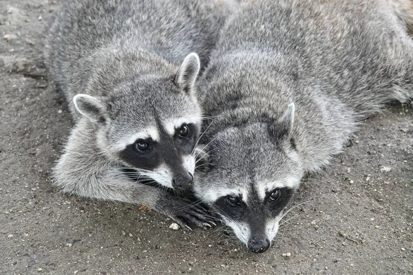 Raccoons Stock Photos, Royalty Free Raccoons Images | Depositphotos