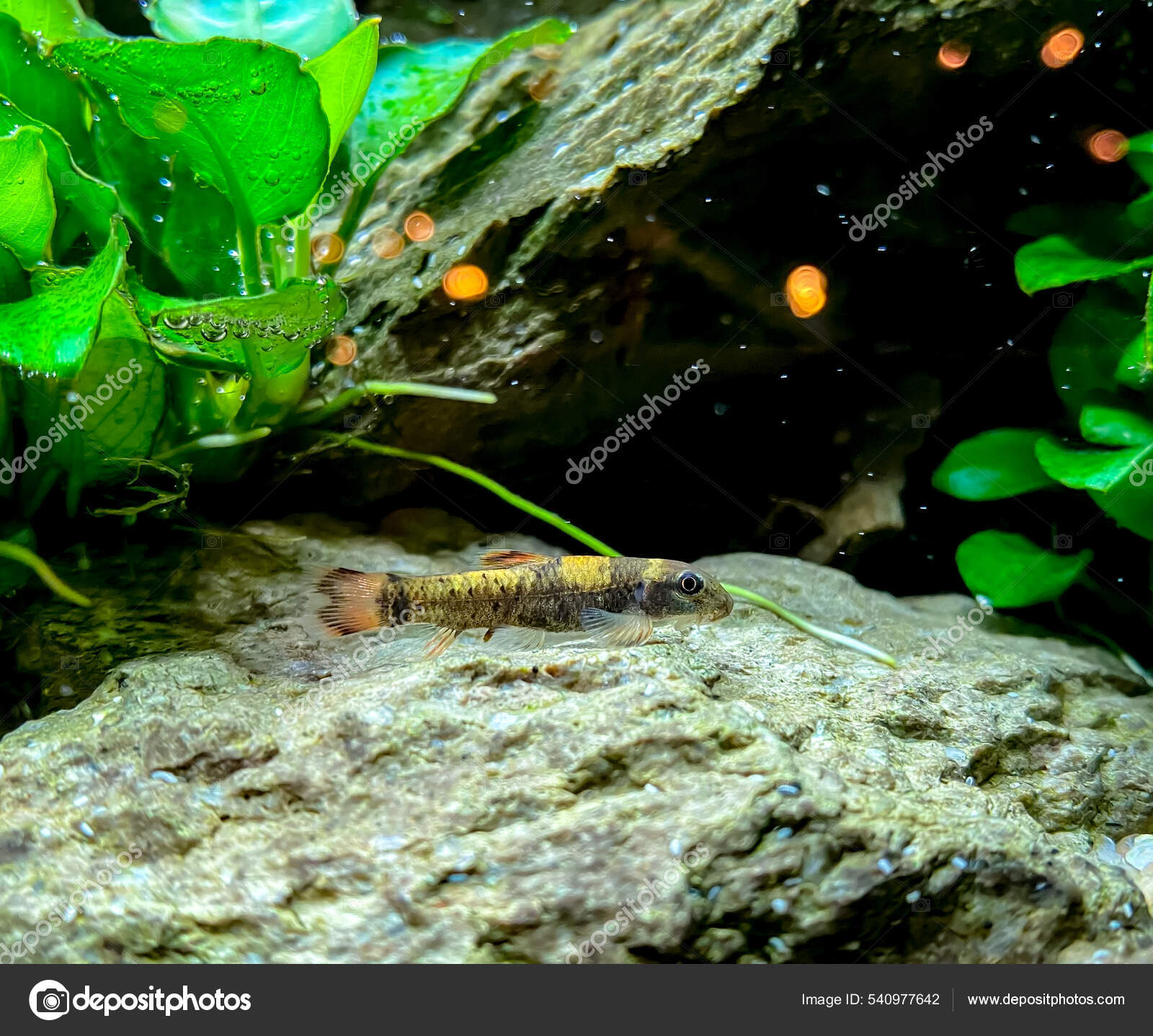 Garra Flavatra Panda Garra Species Cyprinid Fish Aquarium Stones ...