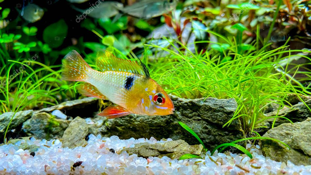 Acuario de peces Microgeophagus ramirezi, Ram cíclido del río Amazonas ...