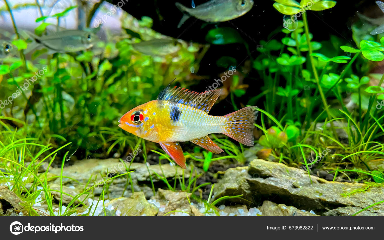 Green Ram Cichlid