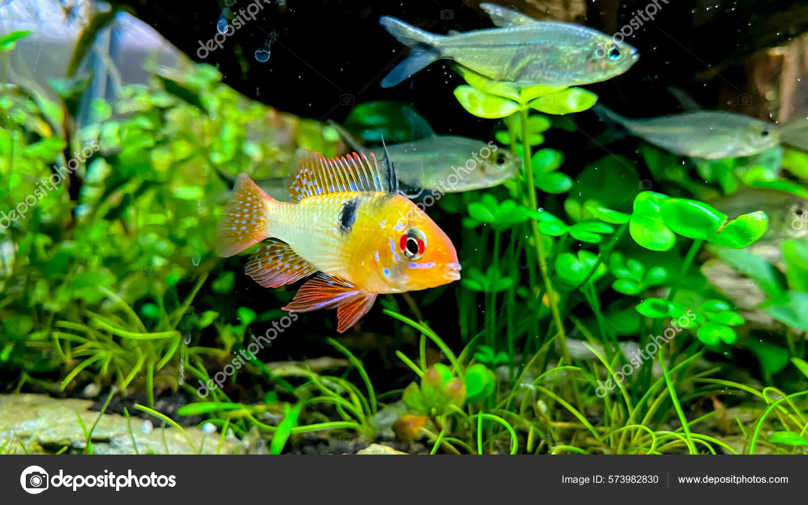 Amazon River Aquarium Fish
