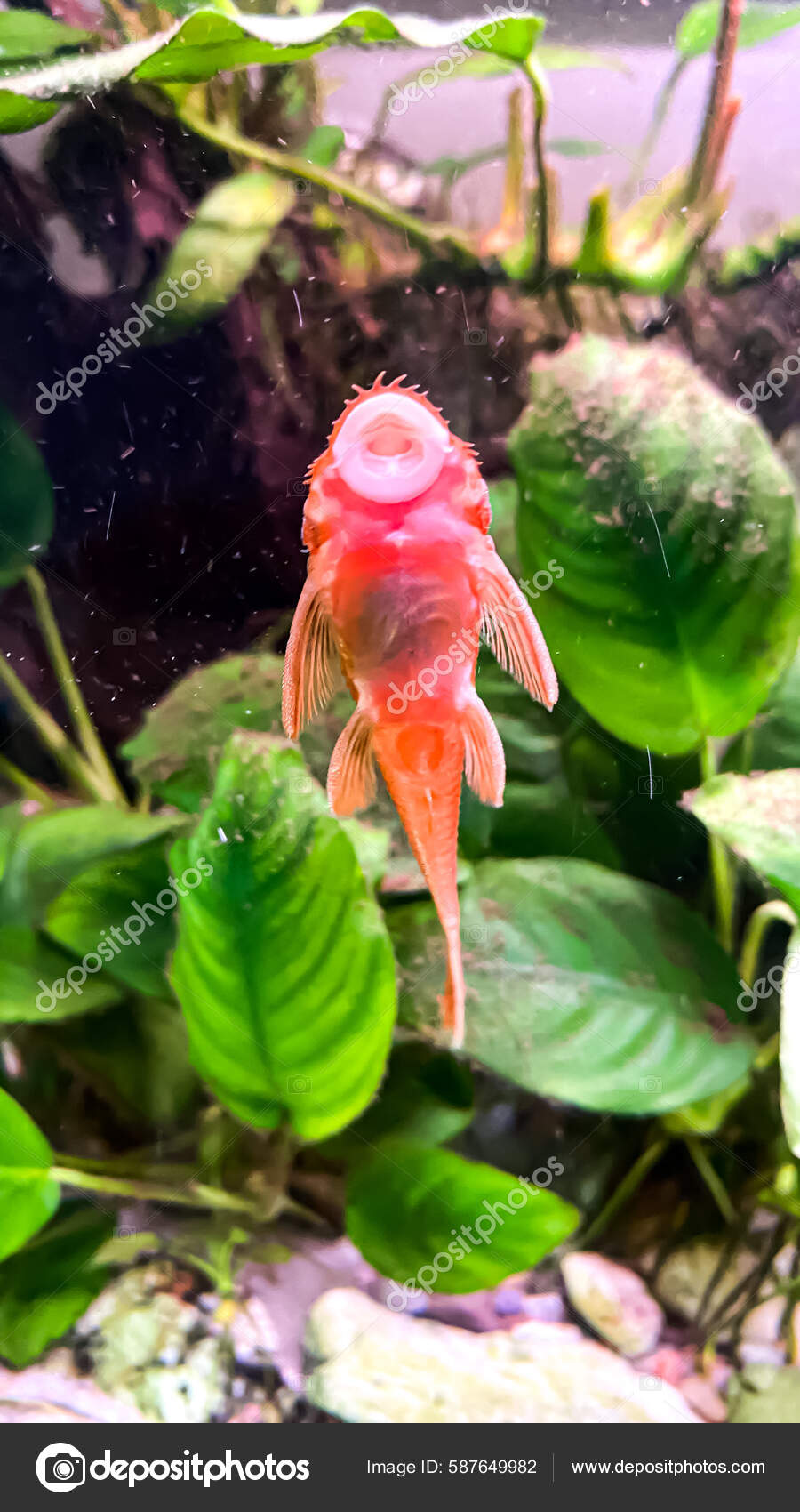 Fish Ancistrus Catfish Home Freshwater Aquarium Green Anubias Plants ...