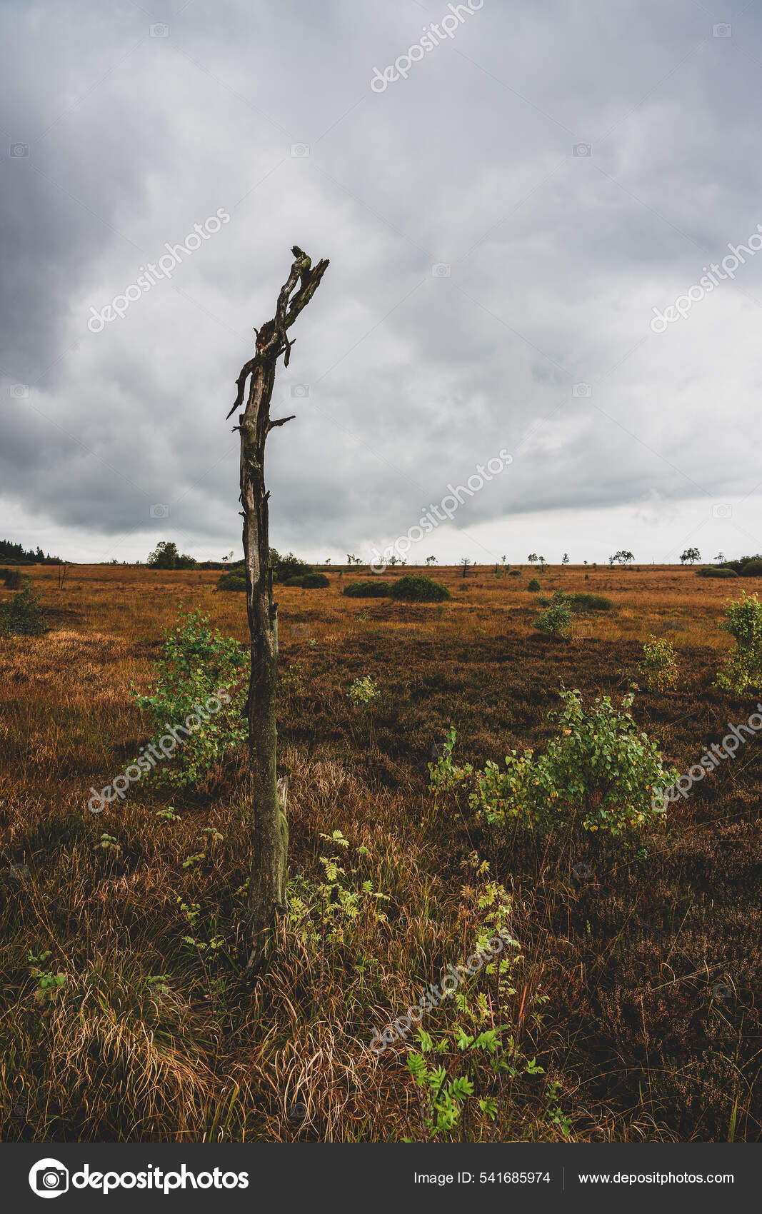 Old Broken Tree Nature Reserve High Fens Belgium Stock Photo by ©BK1963 ...
