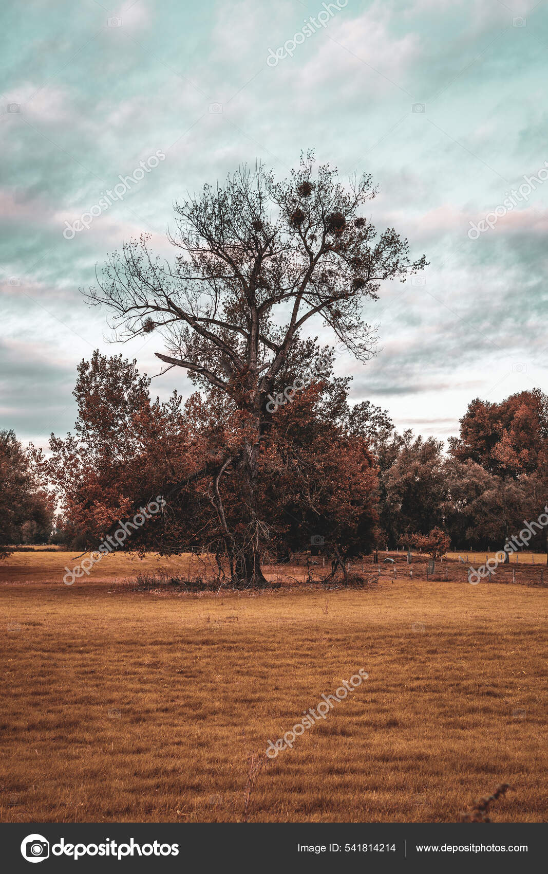 Old Broken Tree Nature Reserve Autumn Stock Photo by ©BK1963 541814214
