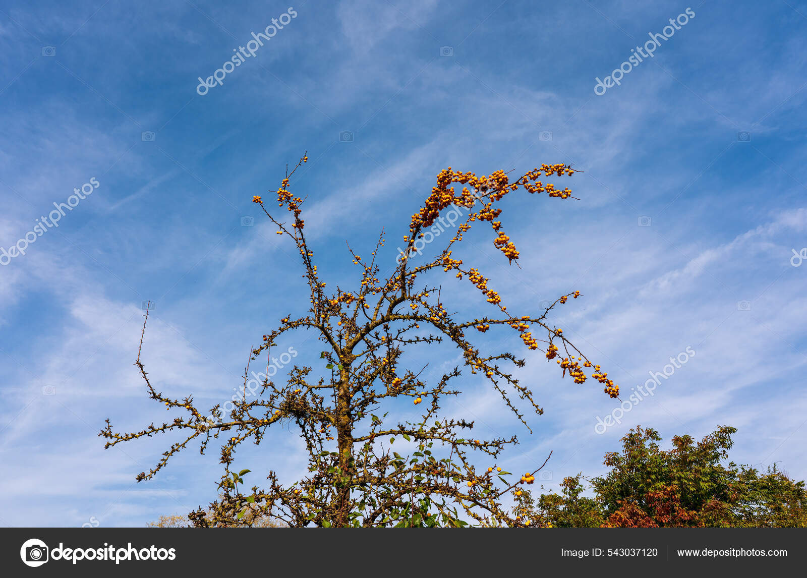 Fruit Tree Blue Sky — Stock Photo © BK1963 #543037120