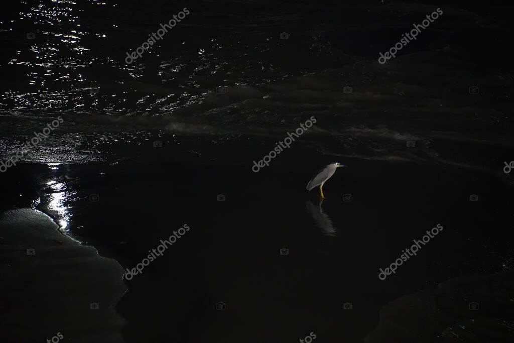 A bird in night near sea finding food for