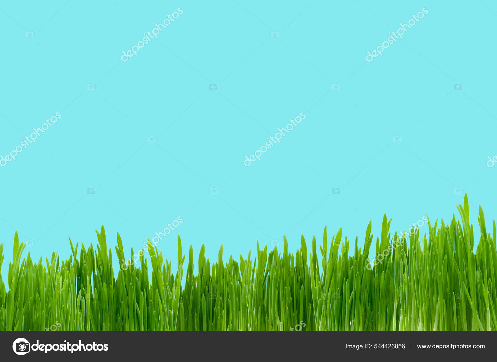 Green Grass Blue Background — Stock Photo © 2007clip93 #544426856
