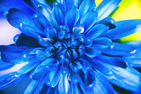 Blauwe chrysant bloem geïsoleerd Stock fotók, Blauwe chrysant bloem ...