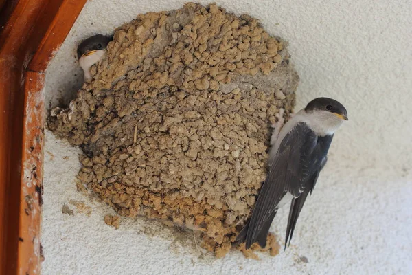 The common house martin (Delichon urbicum), northern house martin, and ...