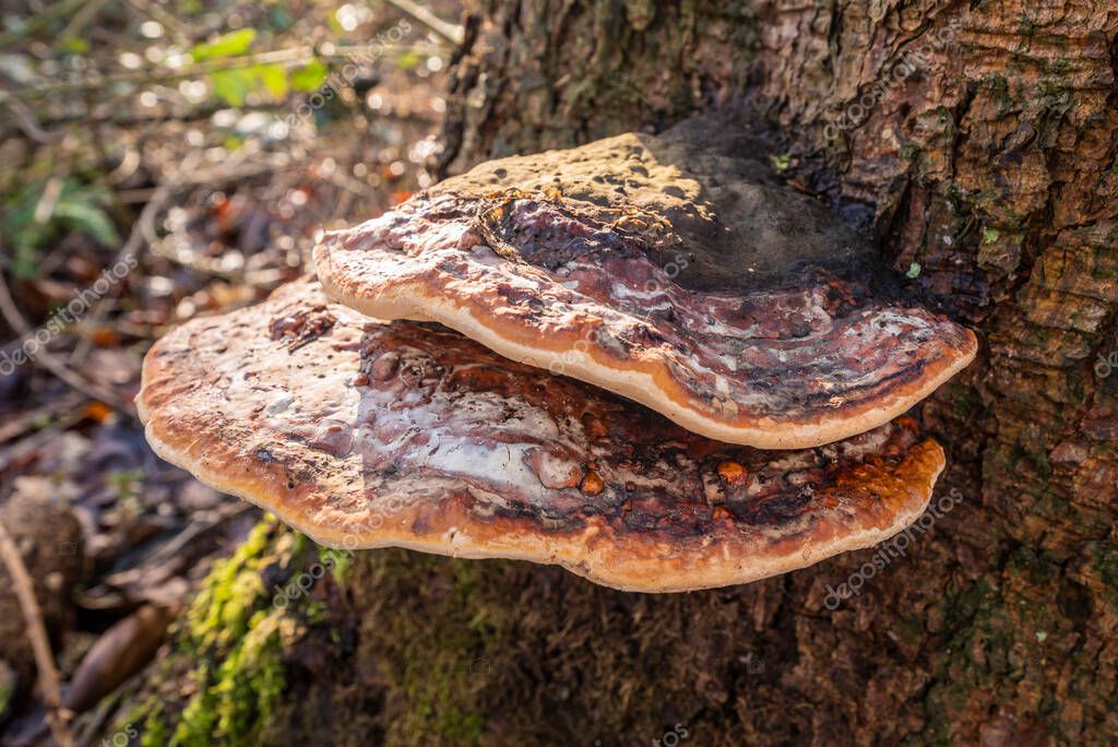 Dos hongos de concha de cinturón rojo (Fomitopsis pinicola) en un ...