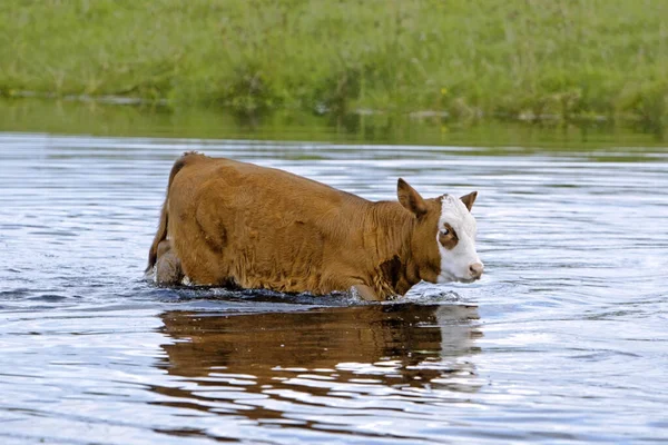 O rio do cavalo que chuta Stock Photos, Royalty Free O rio do cavalo ...