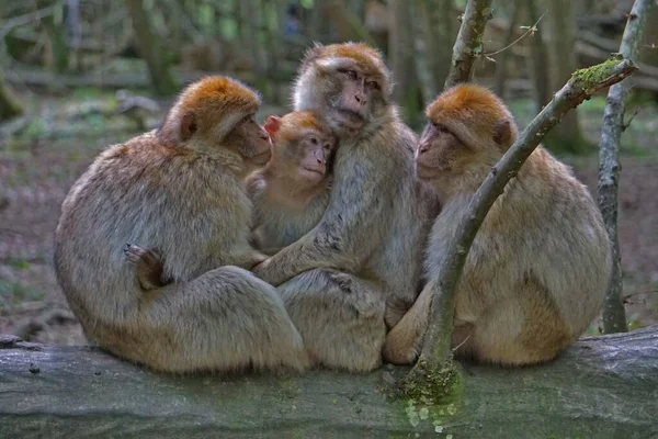 Grupo de monos fotos de stock, imágenes de Grupo de monos sin royalties | Depositphotos