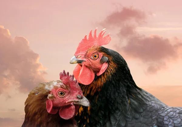 Gallina marrón y gallo marrón. Pollo, pollo. Animales de granja. Aves ...