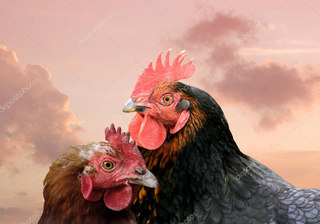 Gallina marrón y gallo marrón. Pollo, pollo. Animales de granja. Aves ...