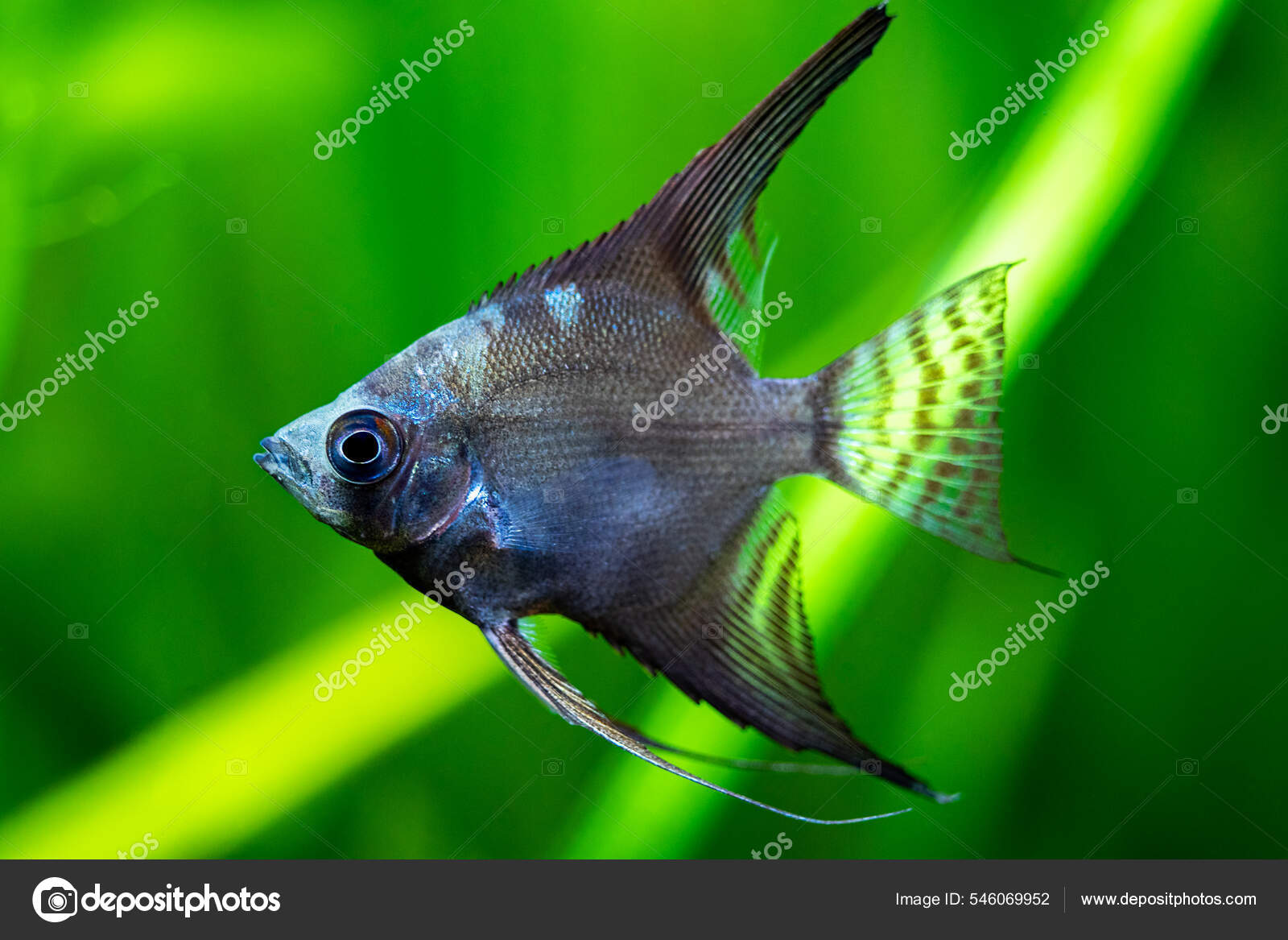 Blue Freshwater Angelfish