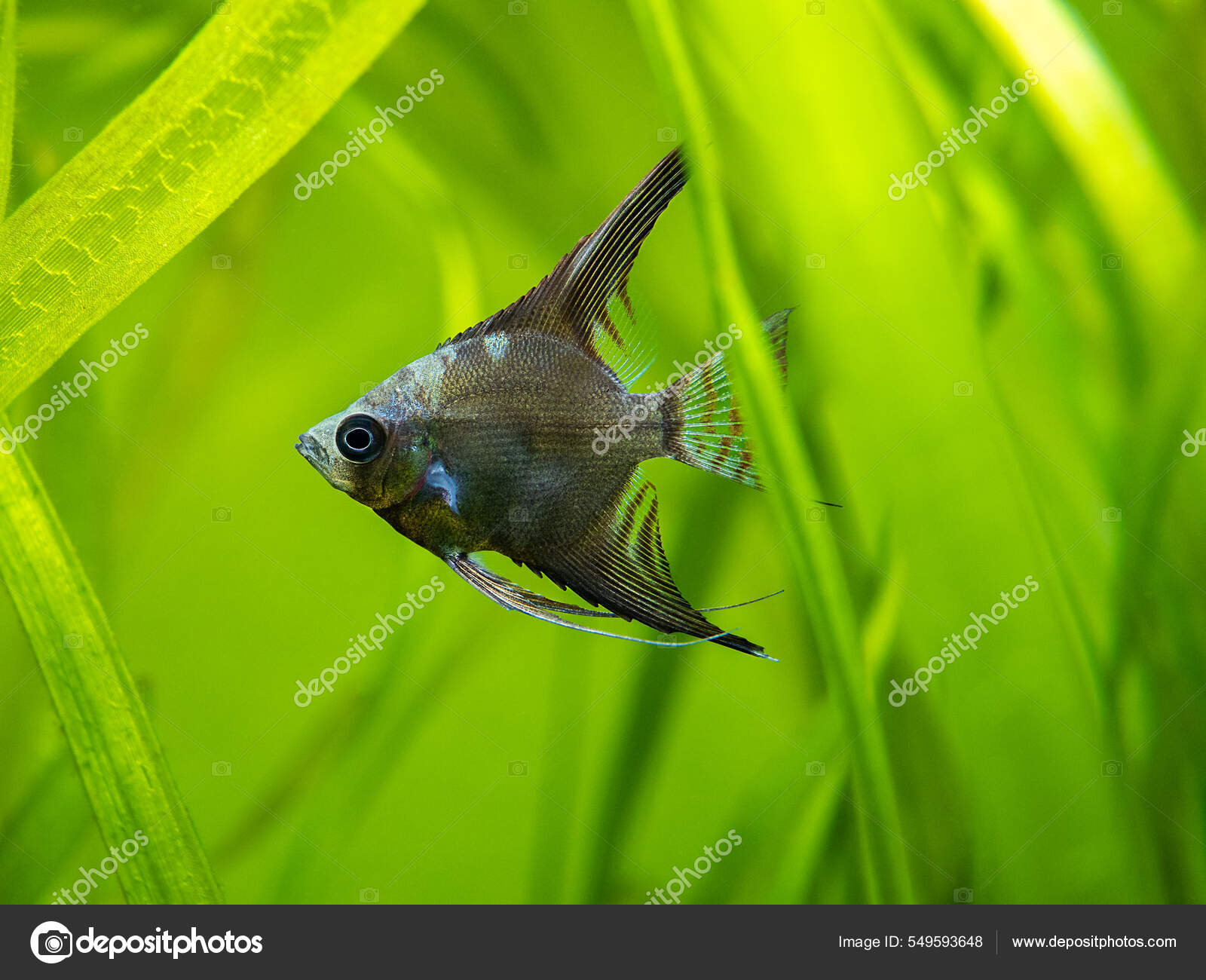 Black Angelfish Freshwater