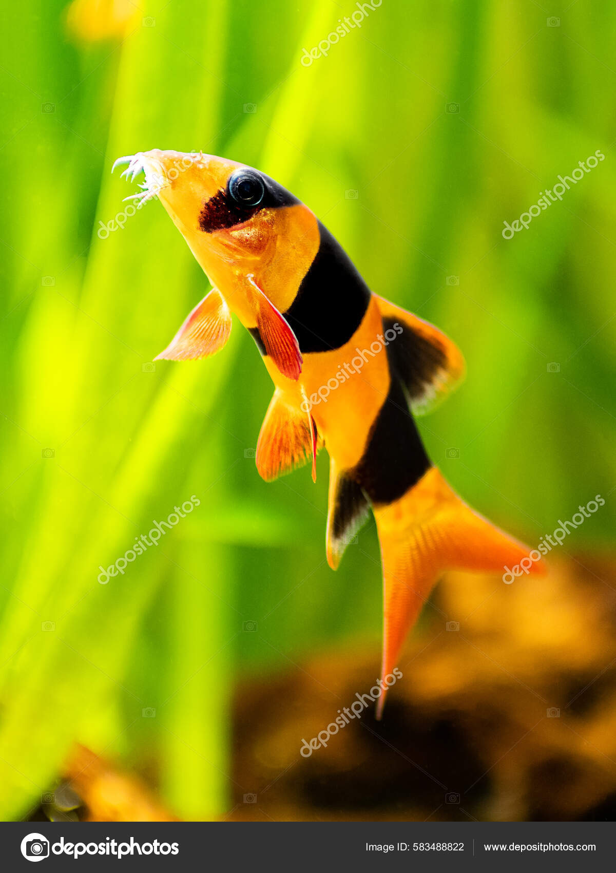 Large Clown Loach Isolated Fish Tank Chromobotia Macracanthus Blurred ...