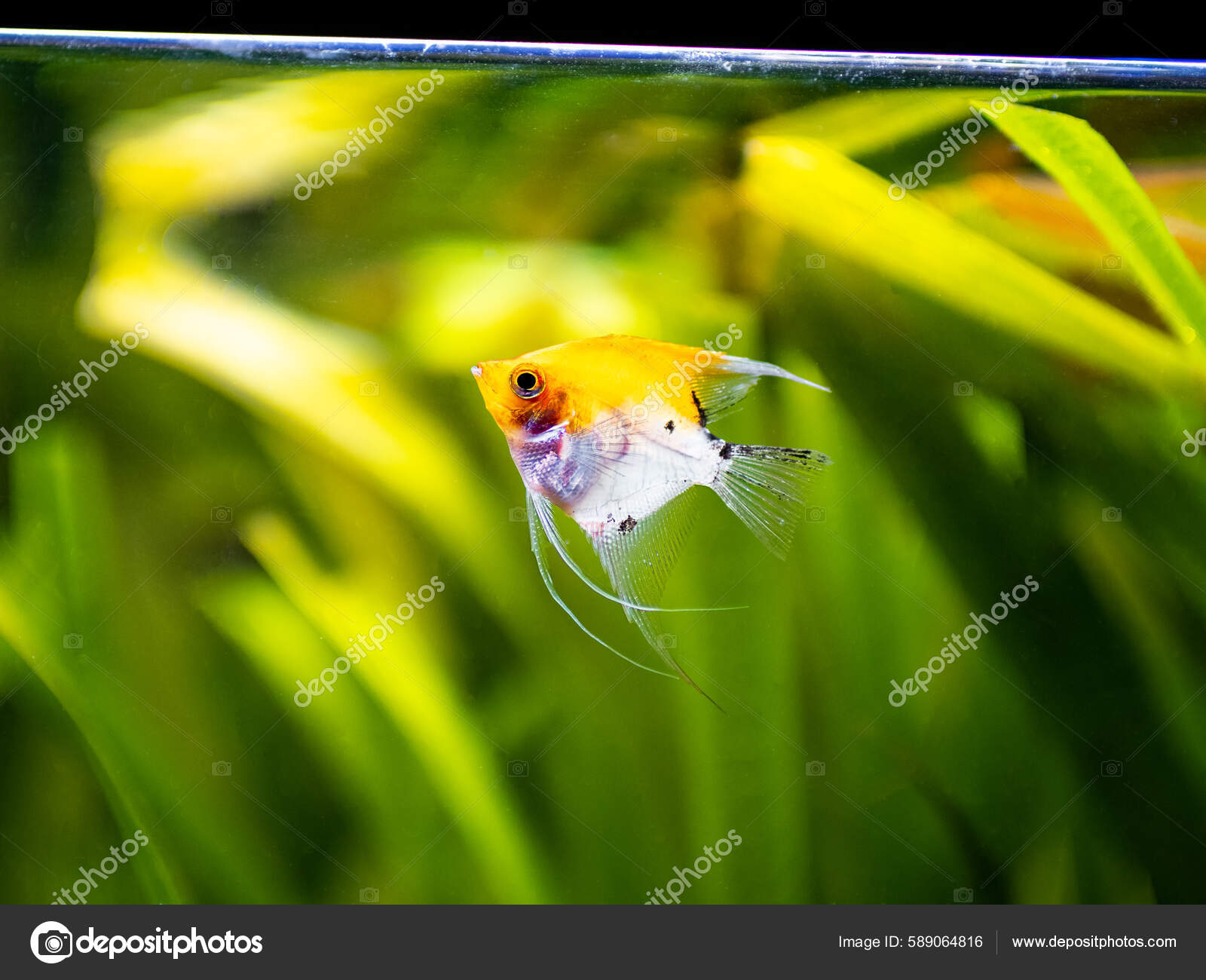 Angelfish Swimming Tank Fish Blurred Background Pterophyllum Scalare ...