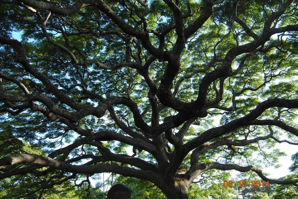 Huge tree Stock Photos, Royalty Free Huge tree Images | Depositphotos