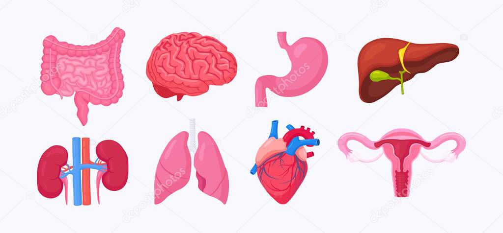 Órganos Internos Humanos Anatomía Del Cerebro Intestinos Corazón ...
